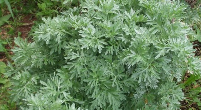 Krije li se spas od korone u pelinu!? » 01Portal - Prvi u Zagrebačkoj ...