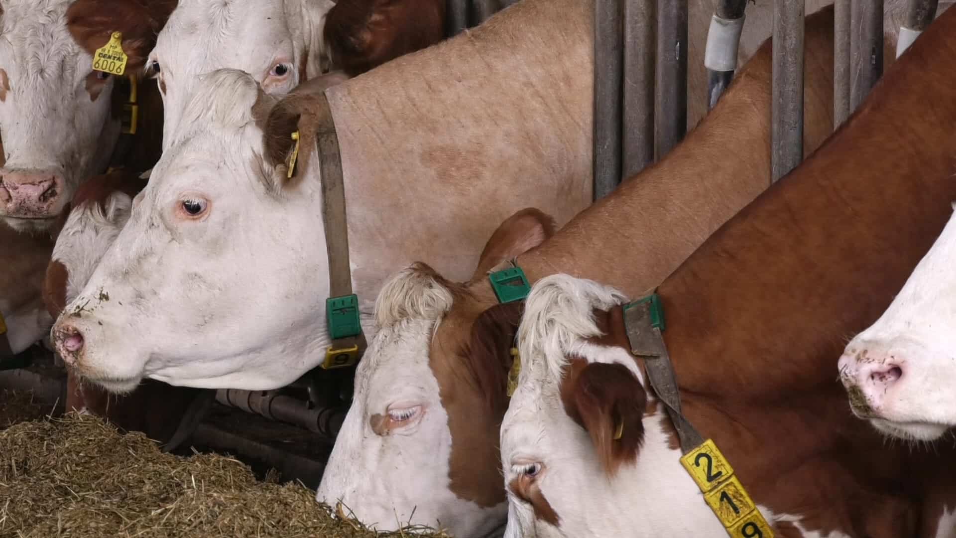 FOTO: Hrvatska rekorderka, krava Havai OPG-a Burek proizvela 100 tisuća ...