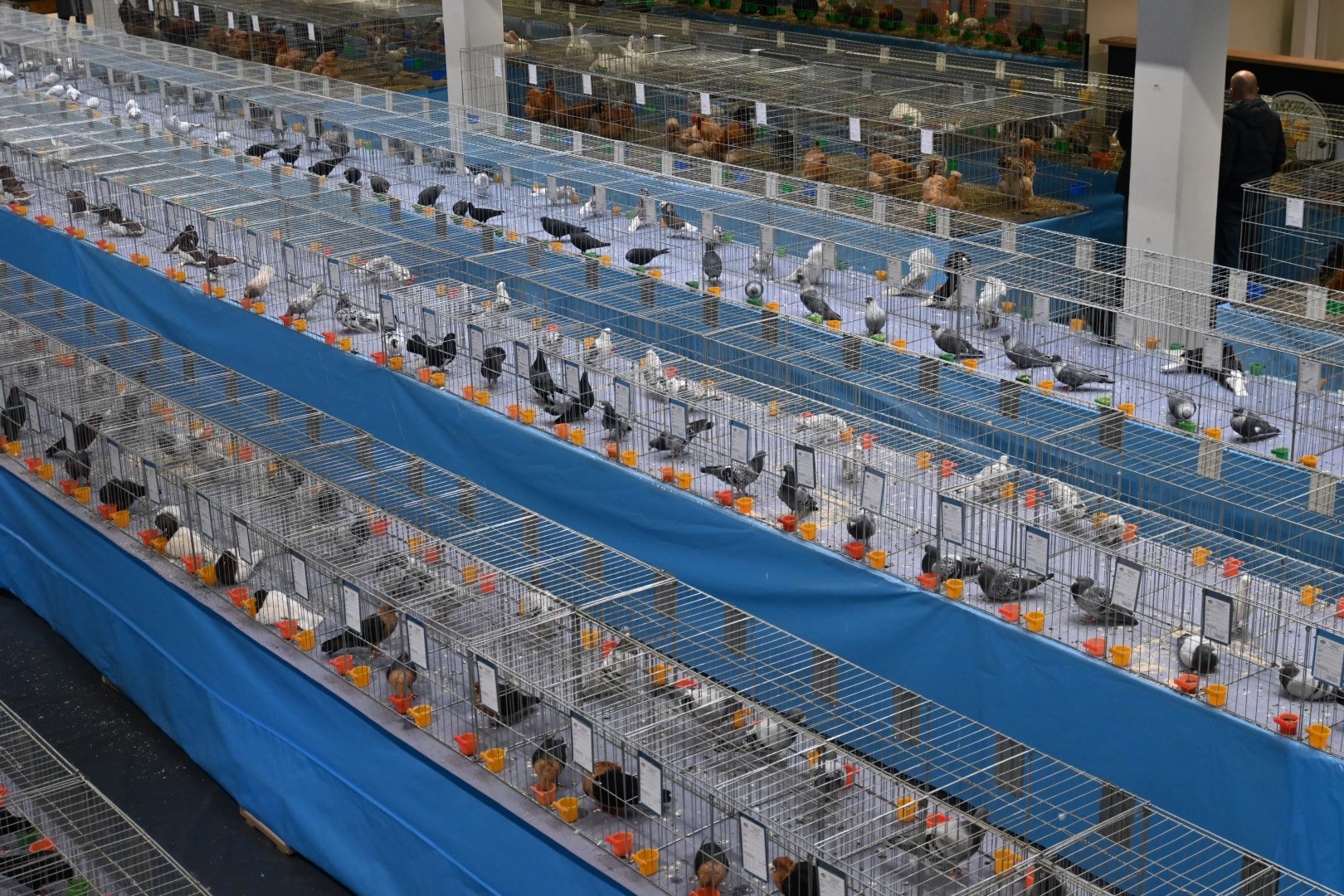 FOTO: Velika Gorica još jednom domaćin izložbe malih životinja. Posebnu ...