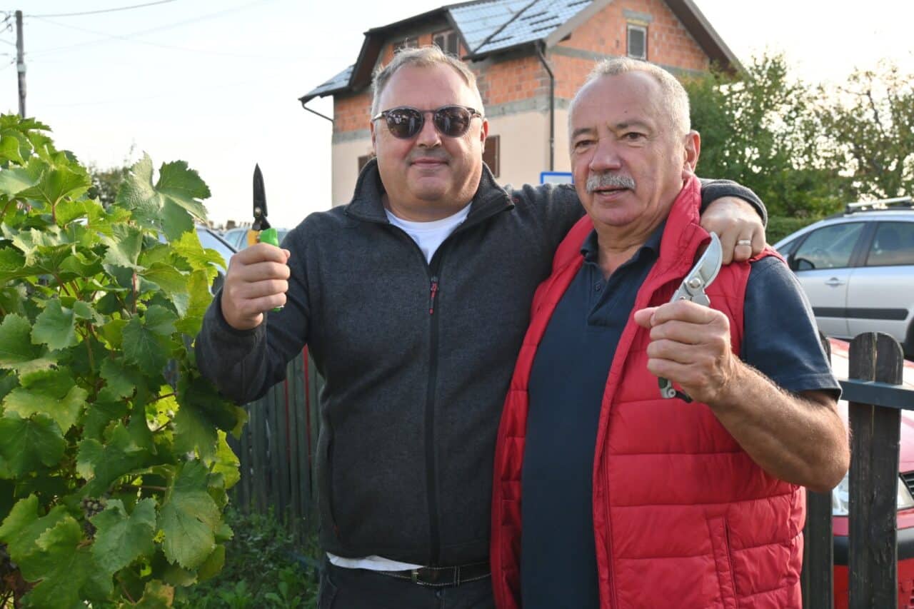 VIDEO/FOTO Započela berba na Martin bregu. Težaci obrali Gradski ...