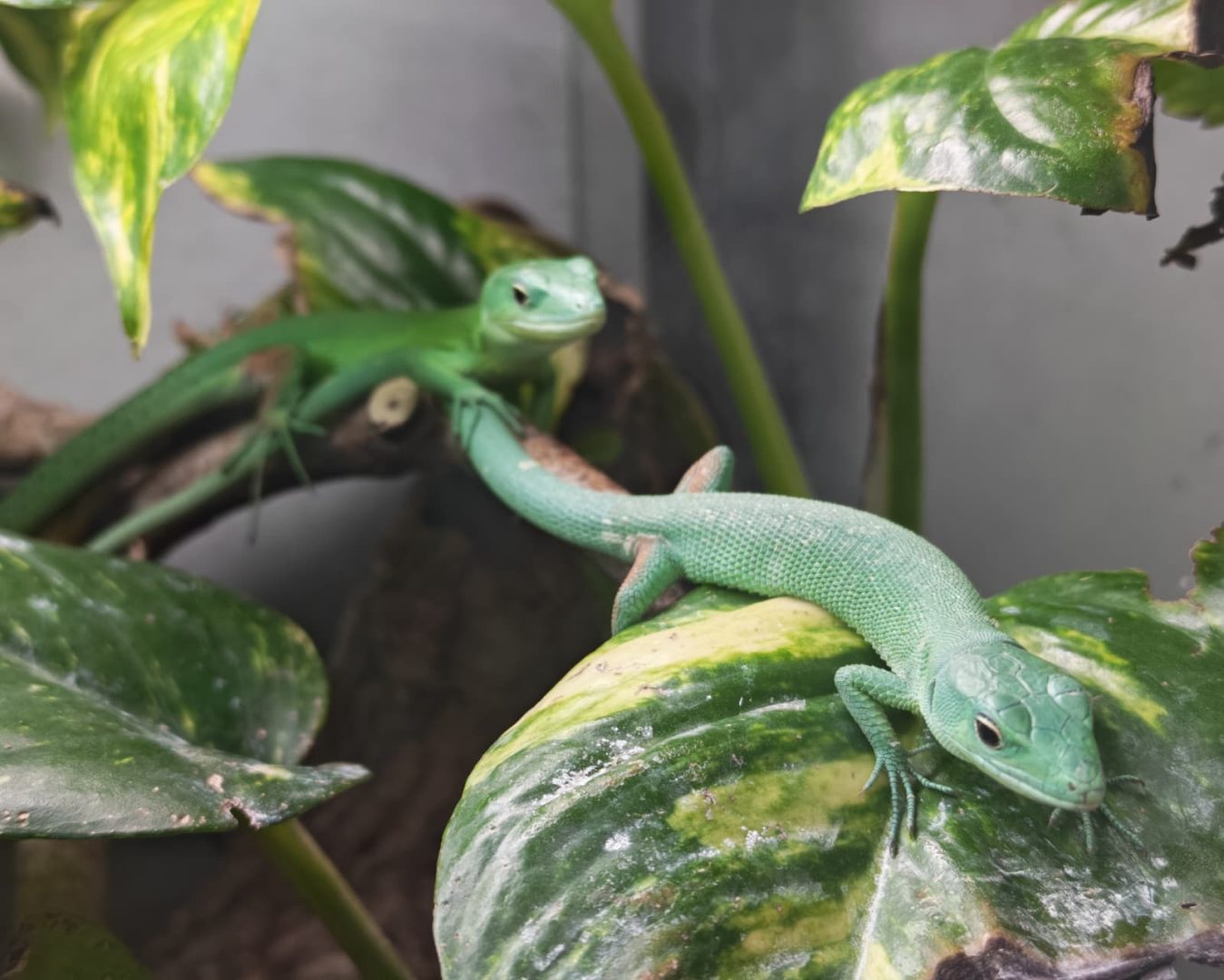 ZOO vrt ima nove stanovnike: Čak pet mladunaca gotovo ugrožene vrste ...